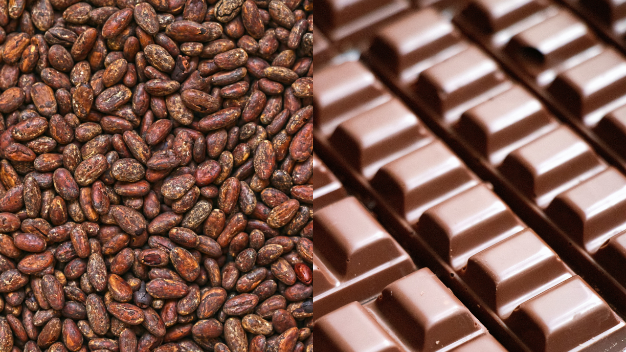 Do cacau ao chocolate: a indústria do doce mais consumido